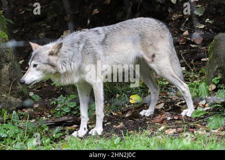Closeup of a wolf with a wound on its leg Stock Photo - Alamy