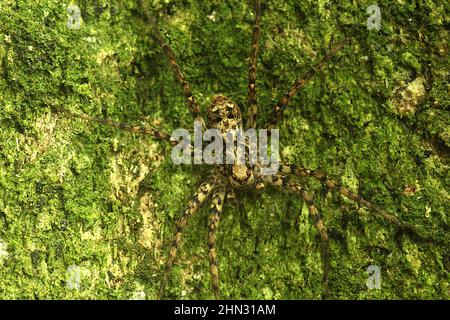 Scuttling spider (Cyclotenus sp.) on mossy tree trunk Stock Photo - Alamy