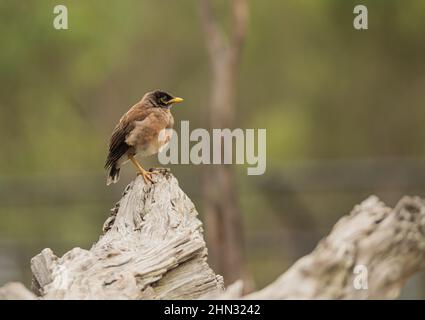 A closeup shot of a common myna bird Stock Photo - Alamy
