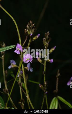 Love Creeper (Comesperma Volubile) twines itself around branches and ...