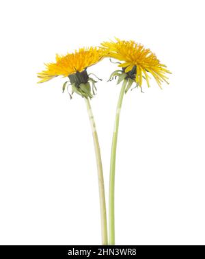 Two yellow dandelions isolated on a white background Stock Photo - Alamy