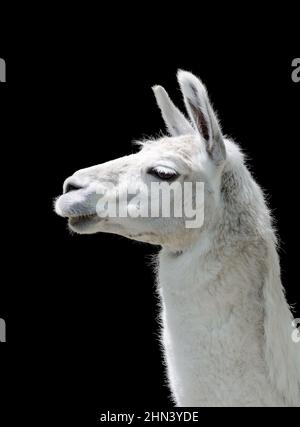 Side view portrait of a young llama Stock Photo - Alamy