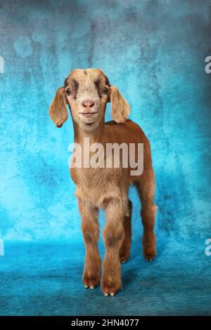 Domestic goat. Kid standing, seen against a white background. Germany ...