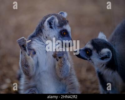 BEIJING, CHINA - FEBRUARY 14, 2022 - Aerial photography of the central ...