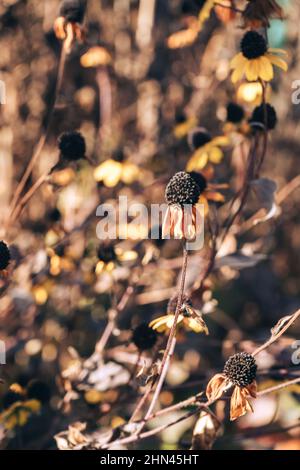 Beautiful faded Black-Eyed Susans flower on a garden and bokeh ...