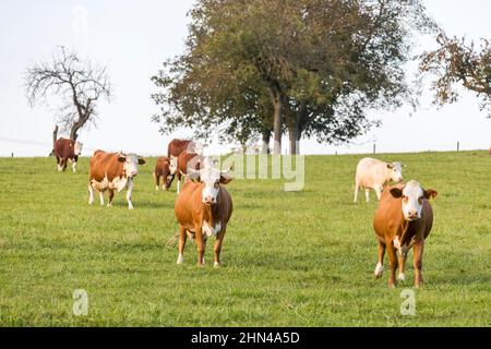 Hinterwald Cattle. Herd on a pasture. Black Forest, Germany Stock Photo ...