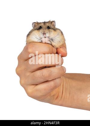 funny fluffy hamster looking at camera on grey background with copy ...