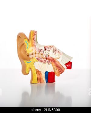 Auditory health concept. Anatomical model of human ear showing anatomy ...
