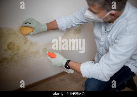 Man with protective mask tries to remove mold on wall with sponge and ...