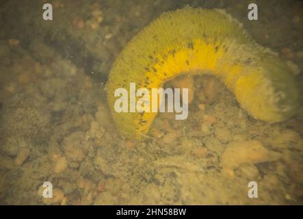 Horse leech (Haemopis sanguisuga) green form, on a river bottom, wild ...