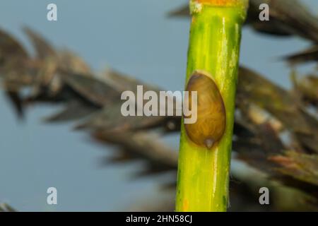 Freshwater leech (Herpobdella octoculata Stock Photo - Alamy