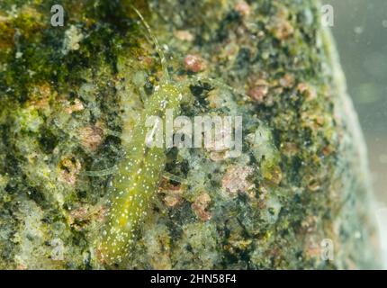 Marine isopod (Idotea balthica Stock Photo - Alamy