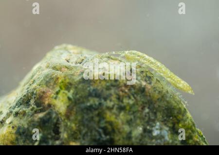Marine isopod (Idotea balthica Stock Photo - Alamy