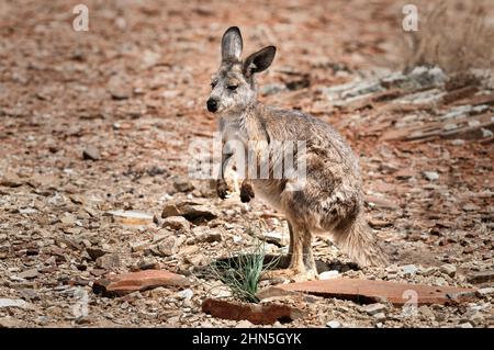 Wallaroo Joey in dry australian outback hills Stock Photo - Alamy