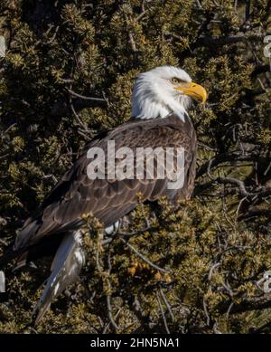 A Bald Eagle fishing Stock Photo - Alamy