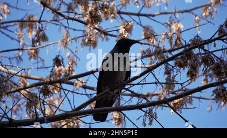 A black crow on tree branches in autumn Stock Photo - Alamy