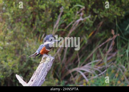 Kingfisher on the Rio Chepu, Chiloe, Chile Stock Photo - Alamy