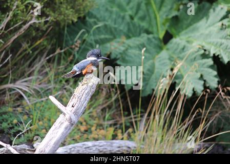 Kingfisher on the Rio Chepu, Chiloe, Chile Stock Photo - Alamy