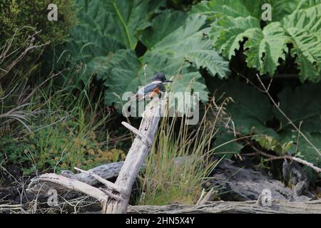 Kingfisher on the Rio Chepu, Chiloe, Chile Stock Photo - Alamy