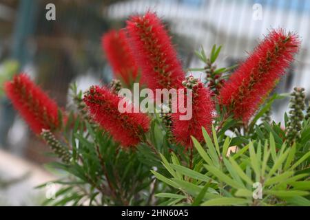 Pink bottlebrush flowers of the hardy perennial Japanese burnet ...