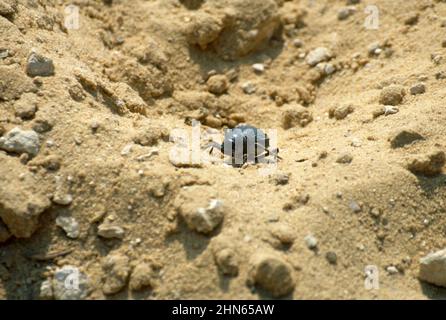 Scarab Beetle in the desert near Aswan Egypt Stock Photo - Alamy