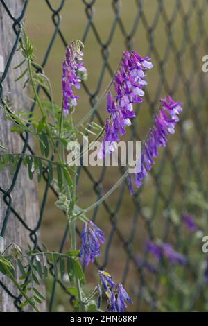 Zottige Wicke, Zottel-Wicke, Kahle Wicke, Vicia villosa, hairy vetch ...