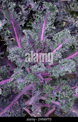 Close up of purple kale leaves Stock Photo - Alamy