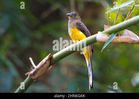 orange breasted trogan birds Stock Photo - Alamy
