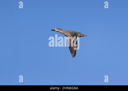 Female Common Teal flying Stock Photo - Alamy