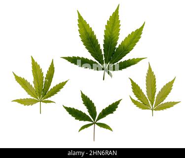 Marijuana color green leafs on white background Gelato cookies variety ...