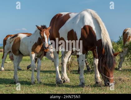 A mare with a foal in the field, a mare grazes the grass and the foal ...