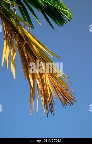 Natural palm trees and leafs in nature Stock Photo - Alamy