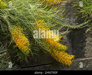 Yellow flowers of the Australian native Large Wedge Pea, Gompholobium ...