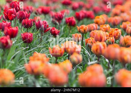 Beautiful award-winning Red Princess and Orange Princess tulips in the ...