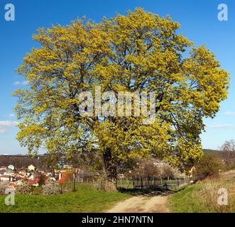 flowering maple tree Stock Photo - Alamy