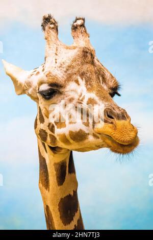 Closeup of an adorable giraffe in a zoo Stock Photo - Alamy