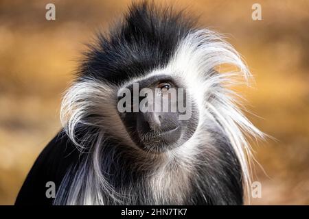 Cute colobus monkey head close up portrait at daylight Stock Photo - Alamy
