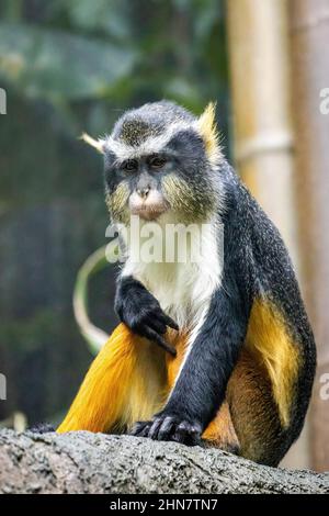 Wolf's Mona Monkey Stock Photo - Alamy