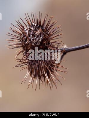 Dry seeds burdock heads hooks, Wood Burdock, Arctium minus Hooked Burrs ...