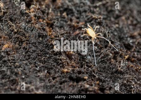 Trombidiform mite (Linopodes sp Stock Photo - Alamy