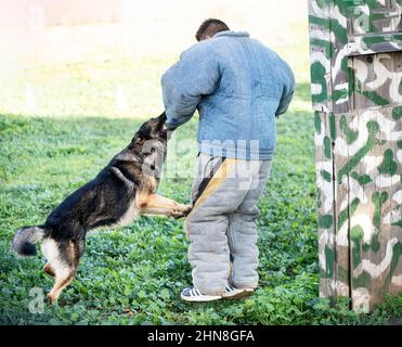 young german shepherd training in the nature for OBEDIENCE Stock Photo ...