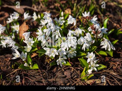 Scilla siberica alba. Siberian squill in Evenley wood gardens, Evenley ...