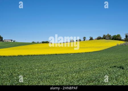 Countryside, Field of Colza, Macerata, Marche, Italy, Europe Stock ...