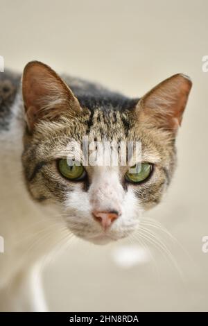 A cute brown stray cat with adorable eyes walking outside Stock Photo ...