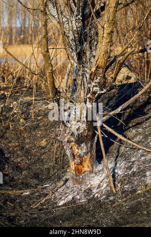 plant debris left over from a vegetation fire Stock Photo - Alamy