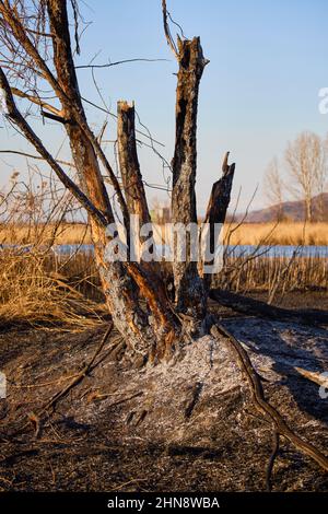 plant debris left over from a vegetation fire Stock Photo - Alamy