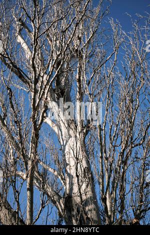 Tree without leaves in winter season, Parvati Hill, Pune, Maharashtra ...