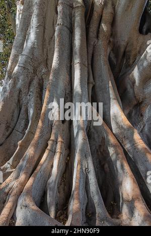 The flower of a kapok tree Ceiba pentandra Coron Island Palawan ...