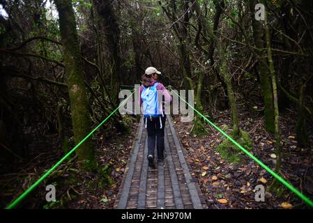 Young adventurous woman exploring Poas Volcano National Park in Costa ...