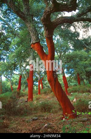 Cork Oaks. Parque Natural Los Alcornocales. Cadiz province. Andalusia ...